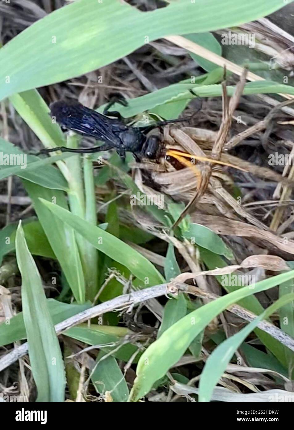 Tarantula-hawk Wasps and Allies (Pepsini Stock Photo - Alamy