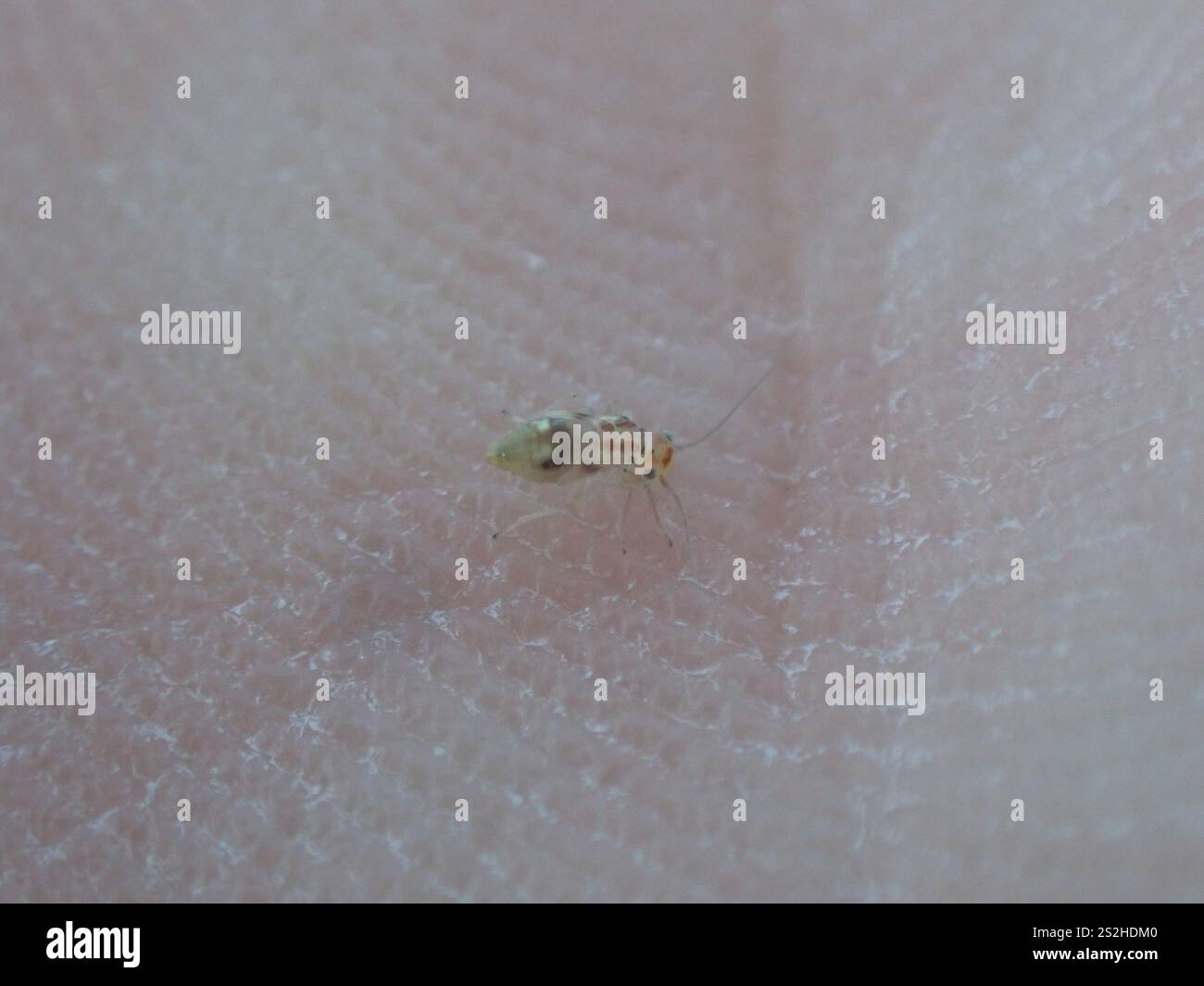 Barklice, Booklice, and Parasitic Lice (Psocodea Stock Photo - Alamy