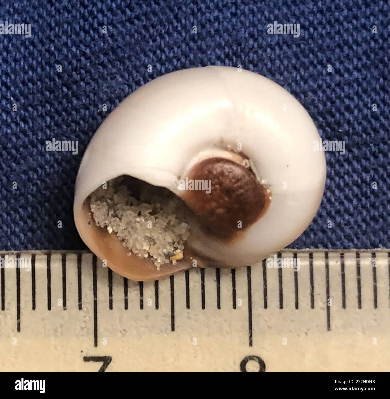 Shark Eye (Neverita duplicata Stock Photo - Alamy