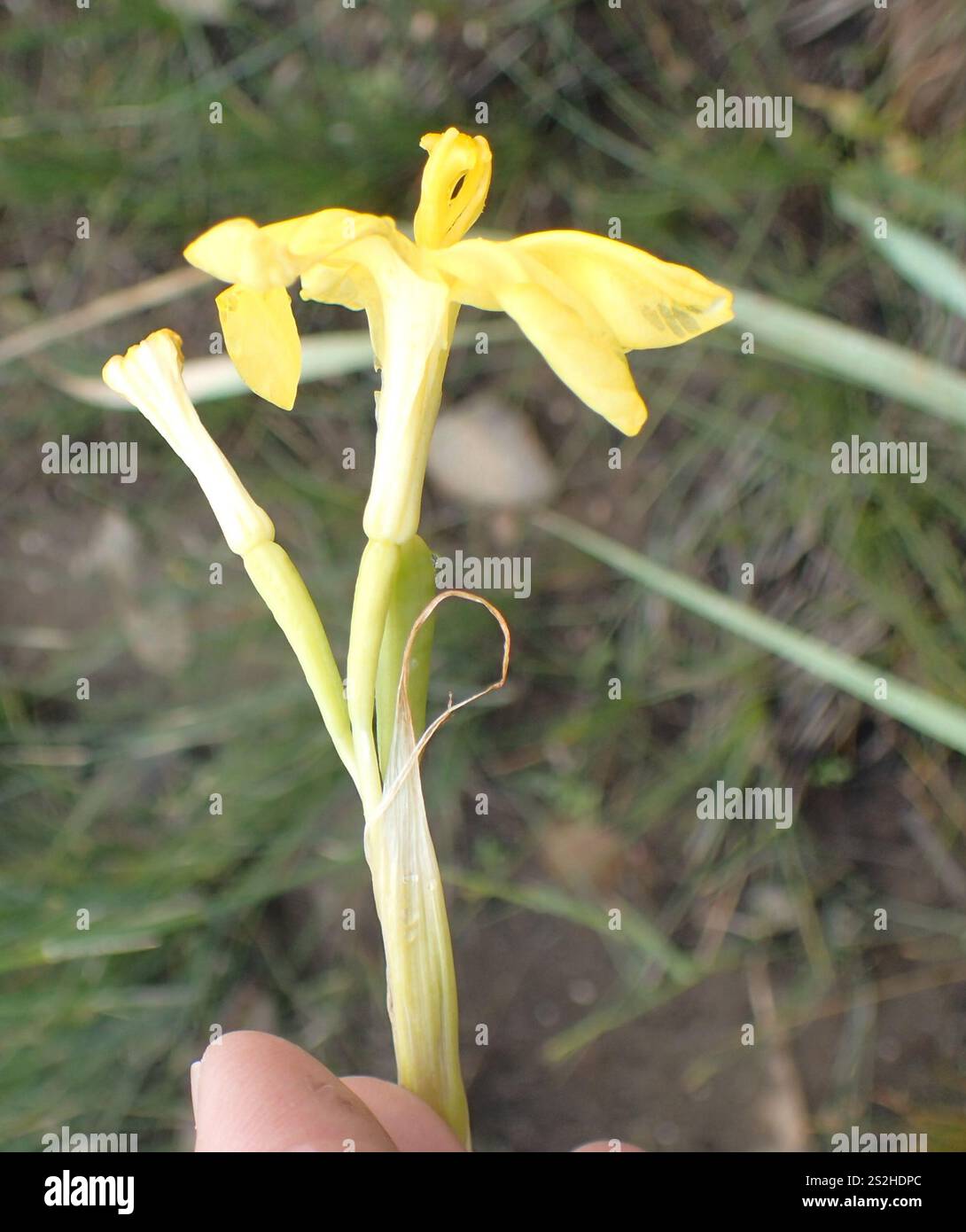 Cape Tulips (Moraea Stock Photo - Alamy