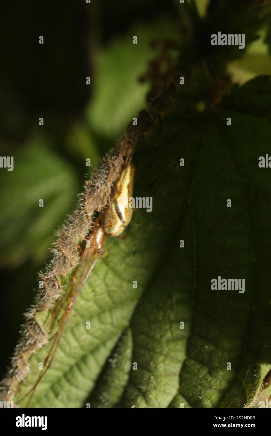 Common Stretch Spider (Tetragnatha extensa Stock Photo - Alamy