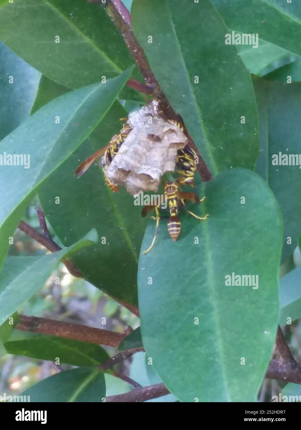 (Mischocyttarus mexicanus cubicola Stock Photo - Alamy