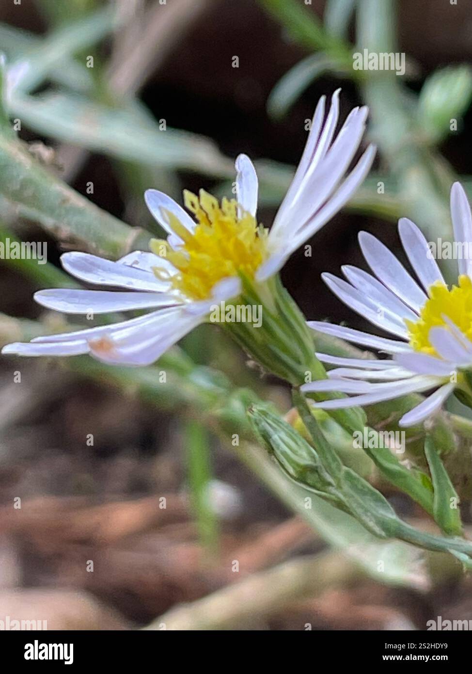 southern annual saltmarsh aster (Symphyotrichum divaricatum Stock Photo ...
