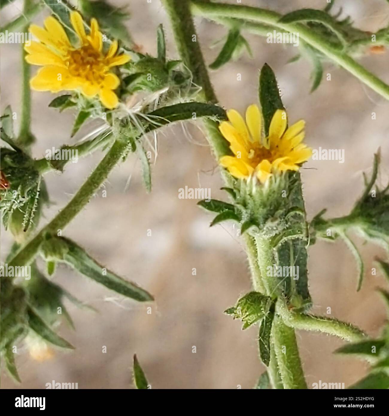 Stinkwort (Dittrichia graveolens Stock Photo - Alamy