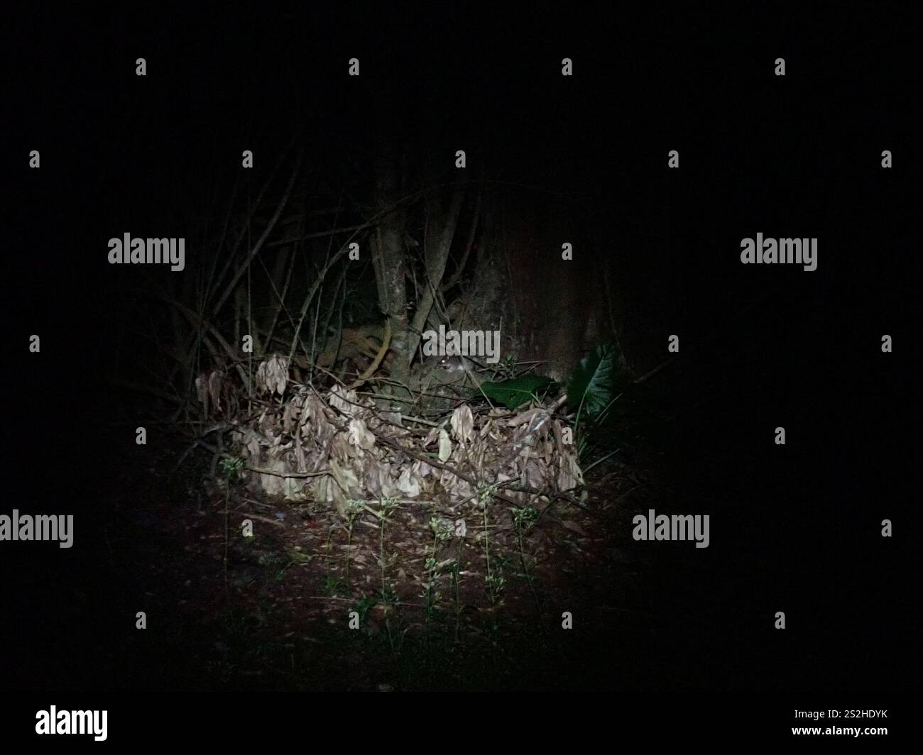 White-tailed Giant Rat (Uromys caudimaculatus Stock Photo - Alamy