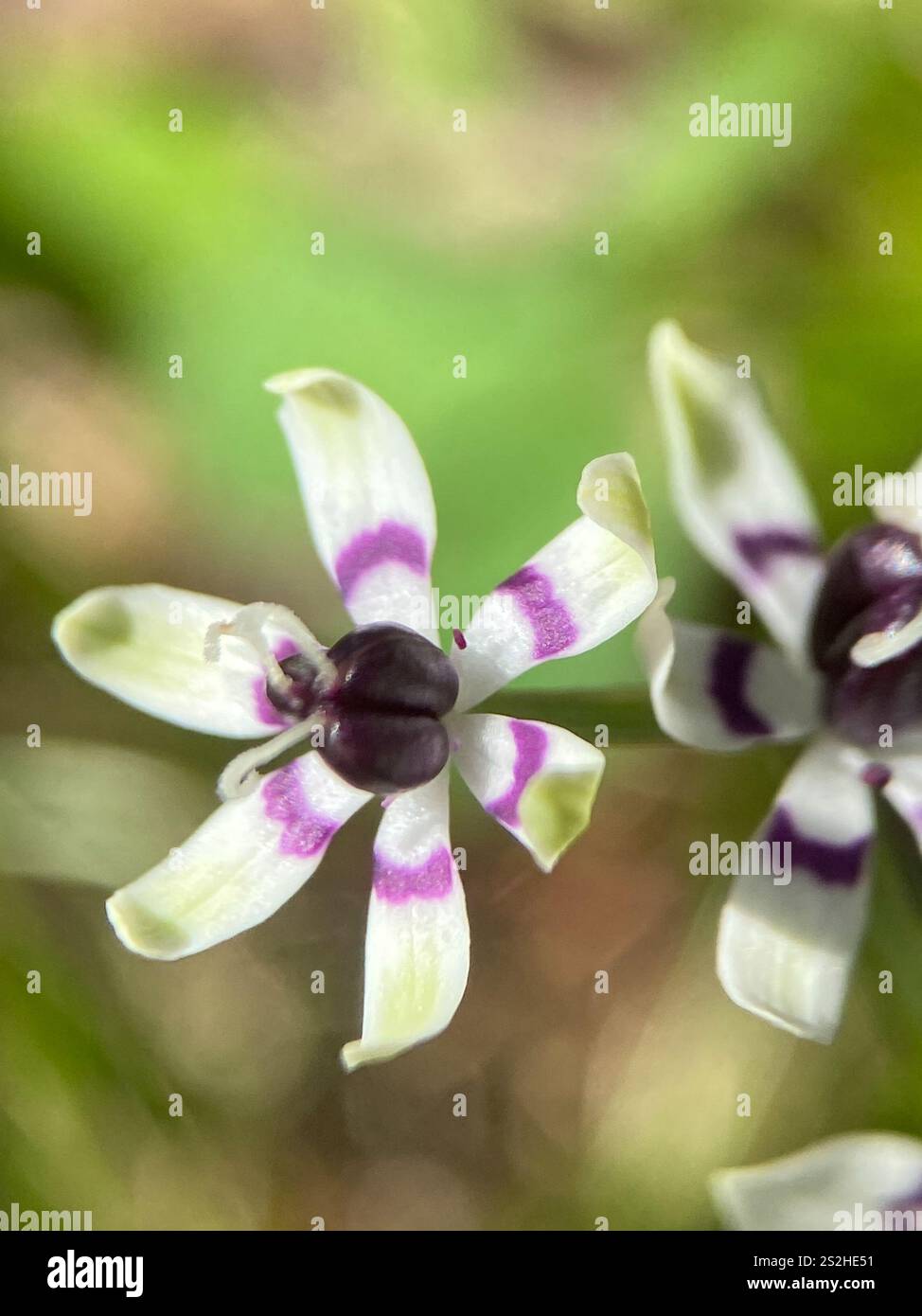 Early Nancy (Wurmbea dioica Stock Photo - Alamy