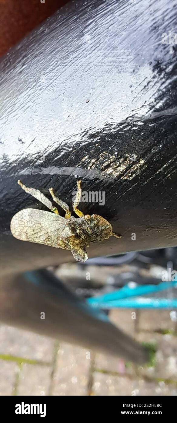 Horned Leafhopper (Ledra aurita Stock Photo - Alamy