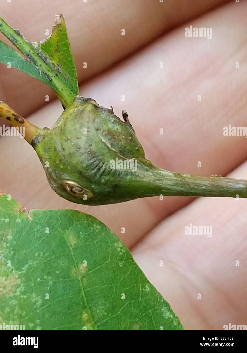 white oak club gall wasp (Callirhytis clavula Stock Photo - Alamy