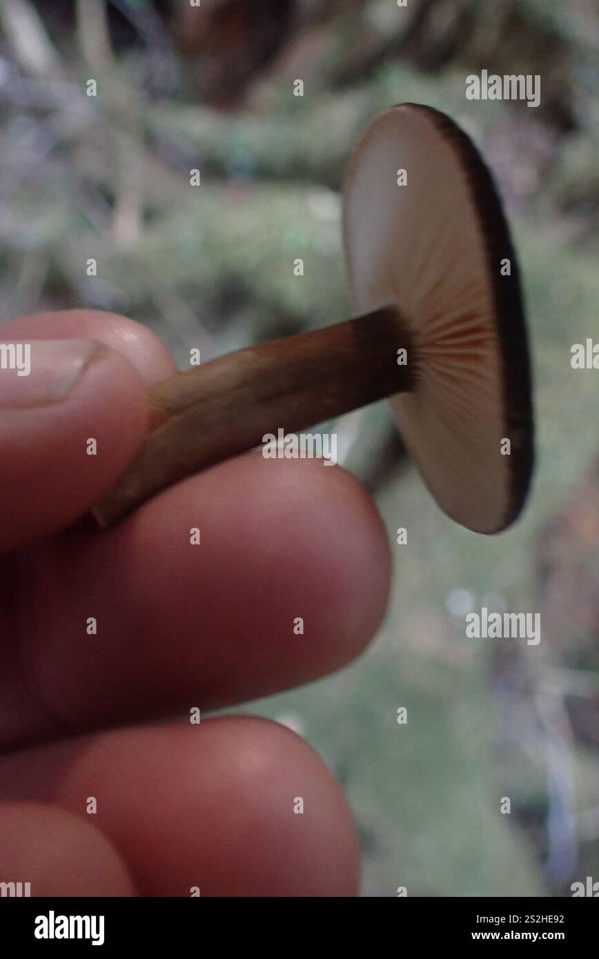 Velvety Milk Cap (Lactarius fallax Stock Photo - Alamy