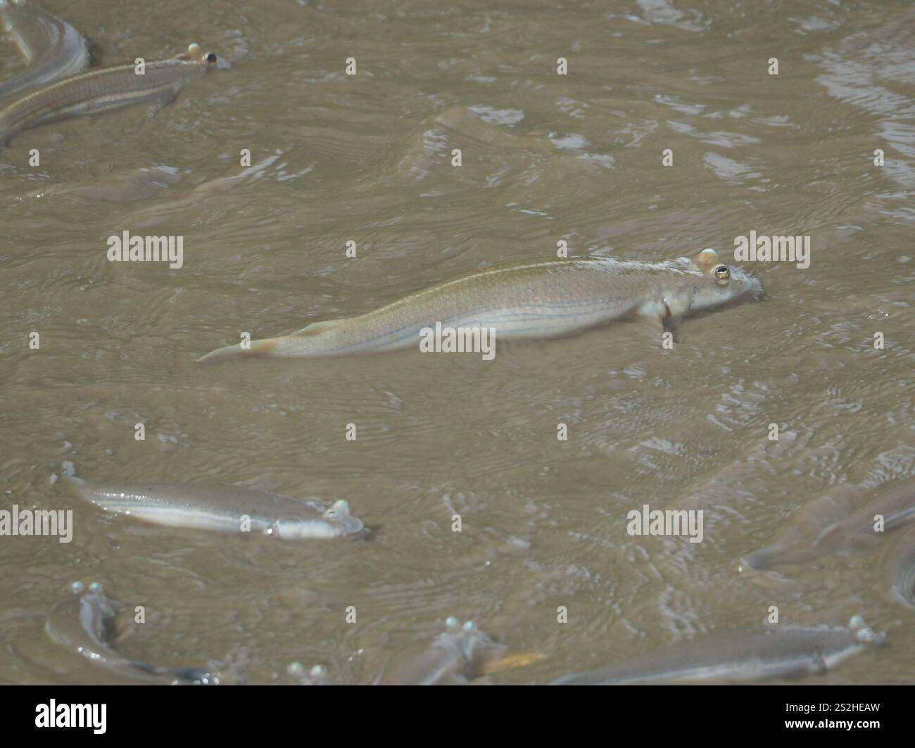 Largescale Four-eyed Fish (Anableps anableps Stock Photo - Alamy