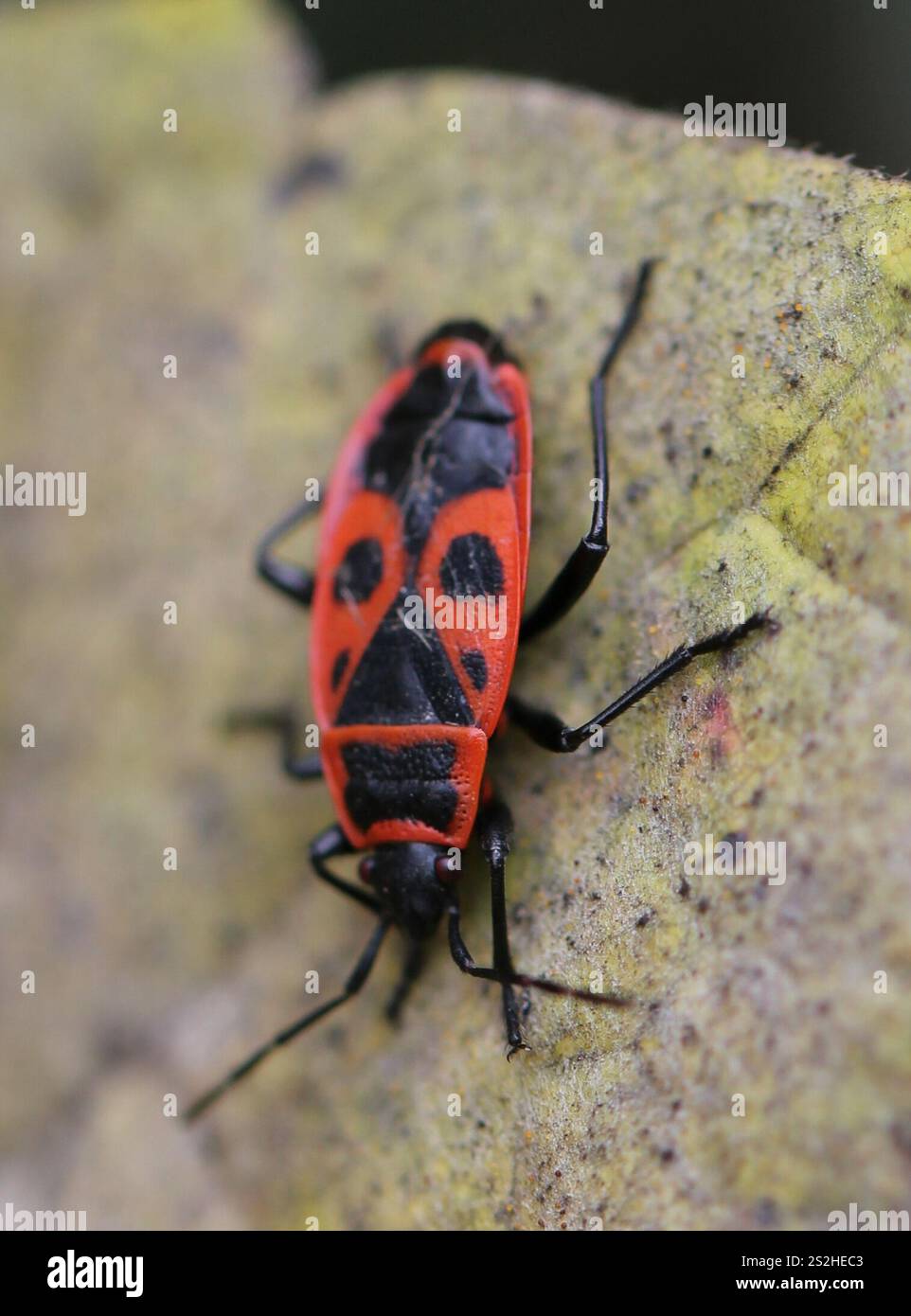 European Firebug (Pyrrhocoris apterus Stock Photo - Alamy