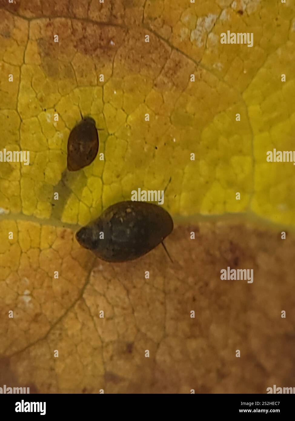 Pond Snails, Bladder Snails, and Allies (Lymnaeoidea Stock Photo - Alamy