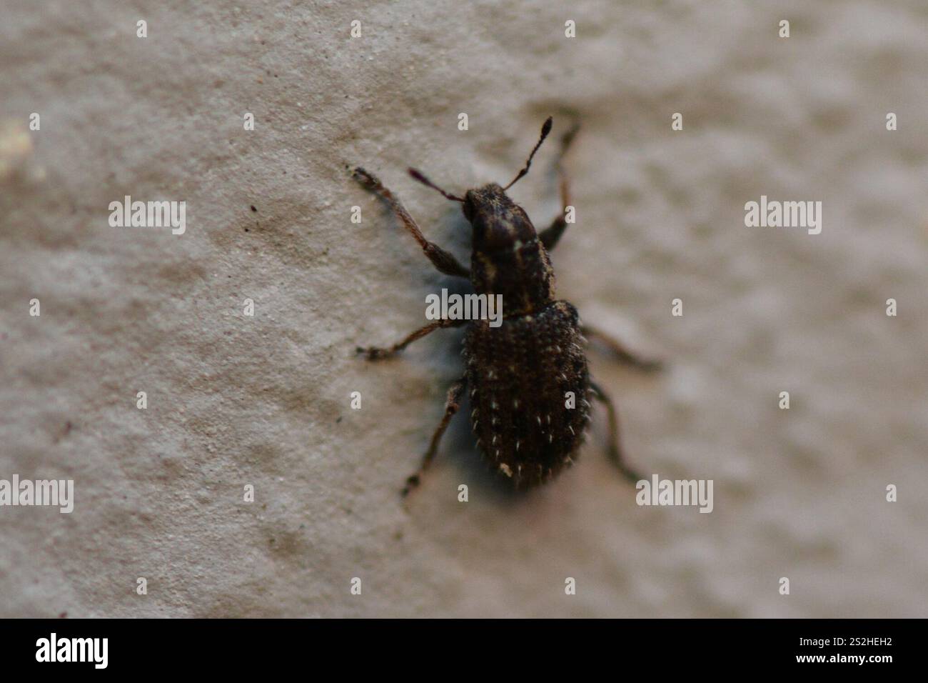 Clover Weevil (Sitona hispidulus Stock Photo - Alamy