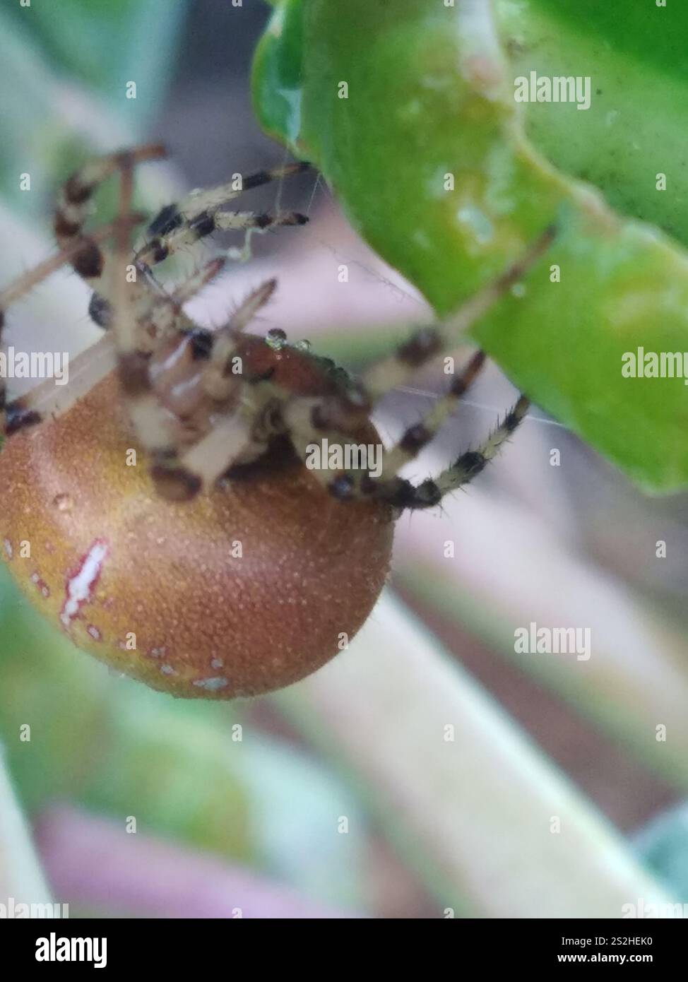 Four-spot Orbweaver (Araneus quadratus Stock Photo - Alamy