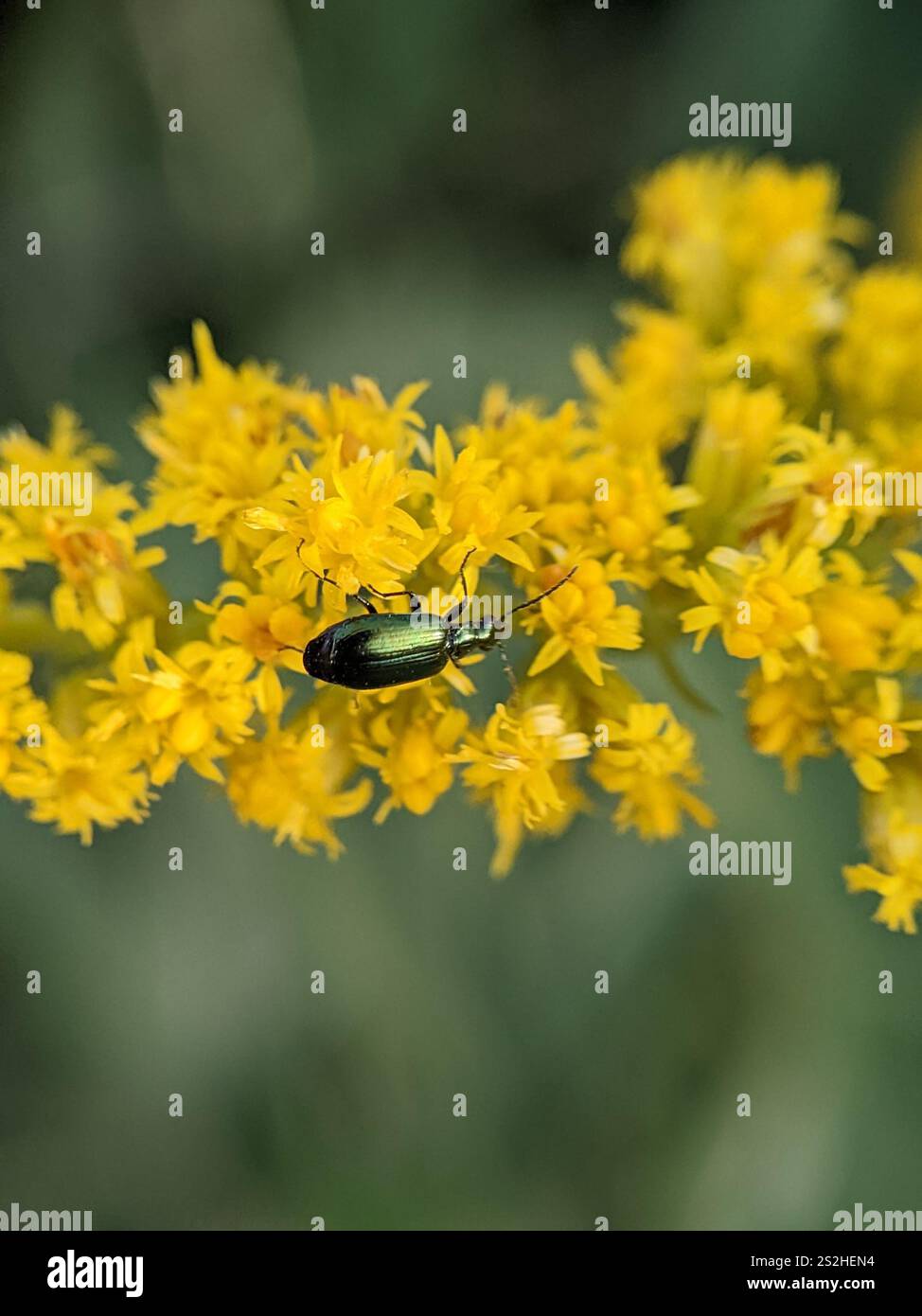 Flower Lebia Beetle (Lebia viridis Stock Photo - Alamy
