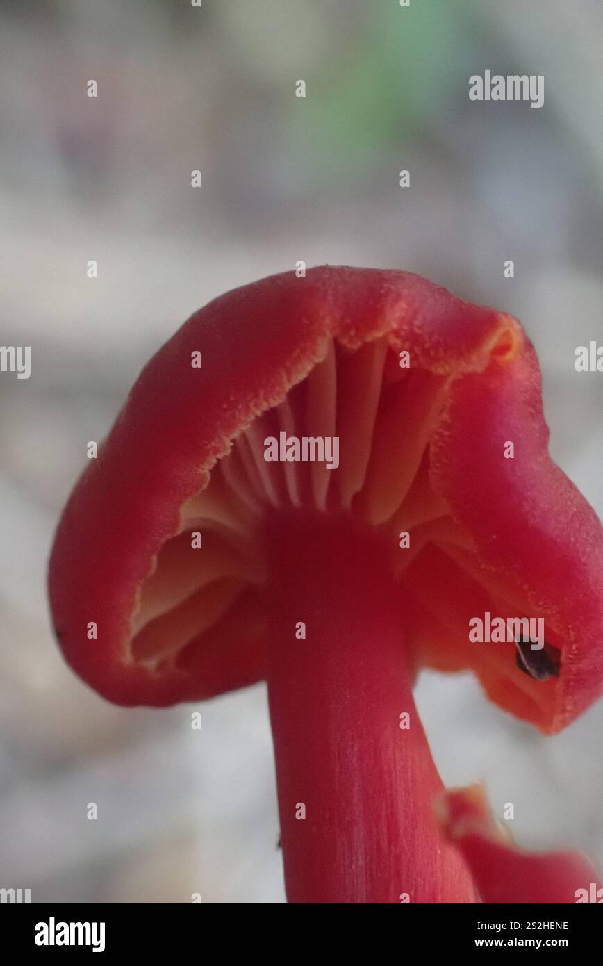 Vermilion Waxcap (Hygrocybe miniata Stock Photo - Alamy