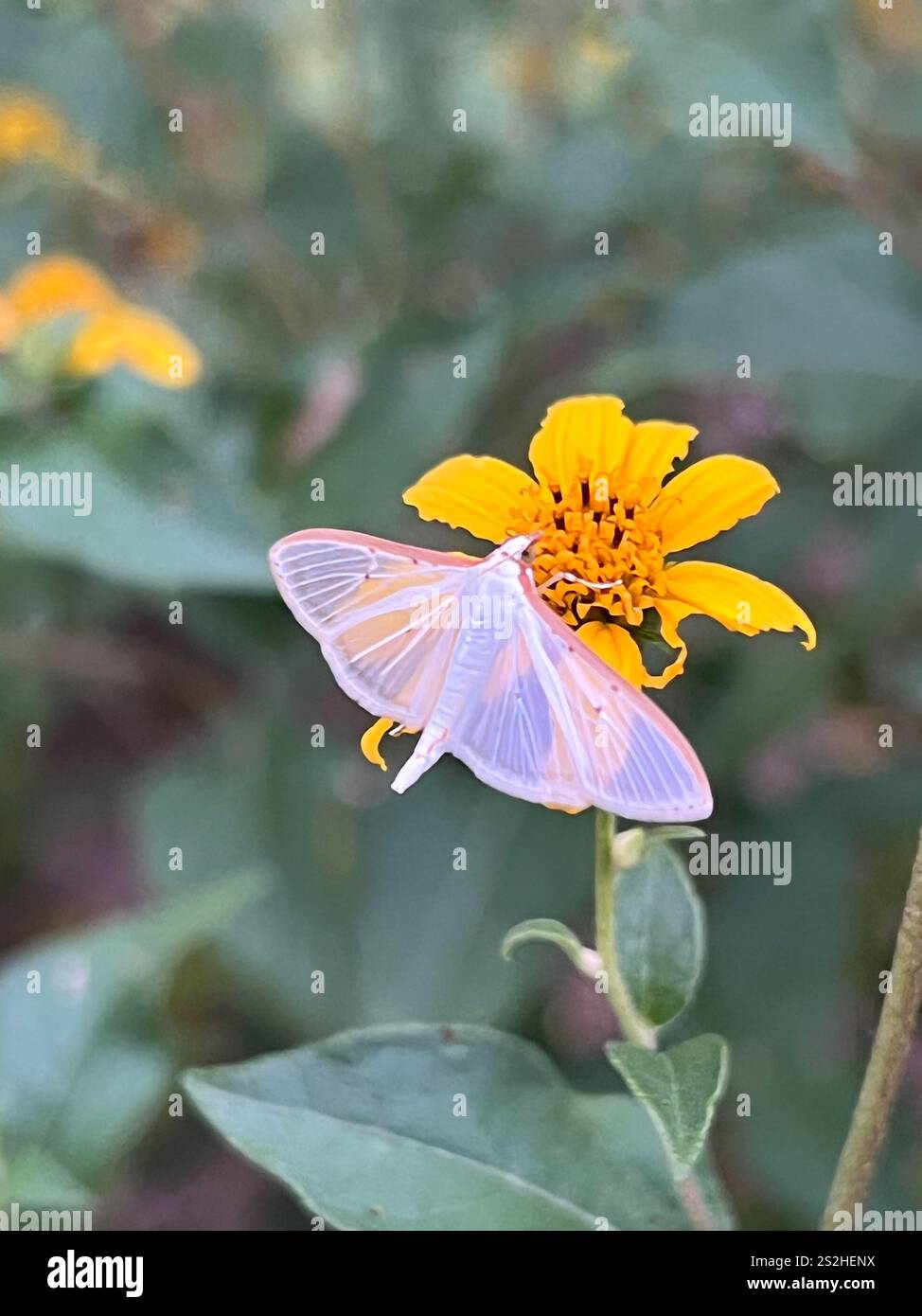 Four-spotted Palpita Moth (Palpita quadristigmalis Stock Photo - Alamy