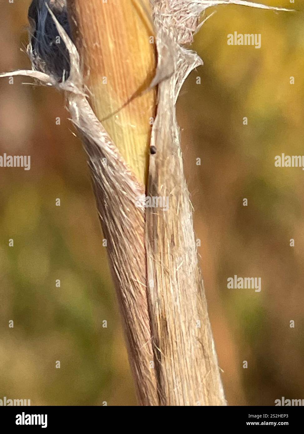sugarcane plumegrass (Erianthus giganteus Stock Photo - Alamy