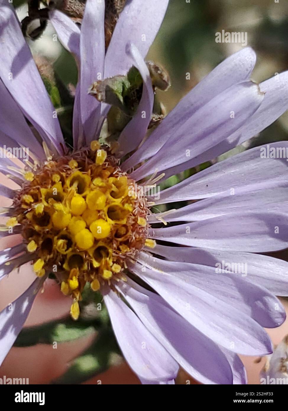 western aster (Symphyotrichum ascendens Stock Photo - Alamy