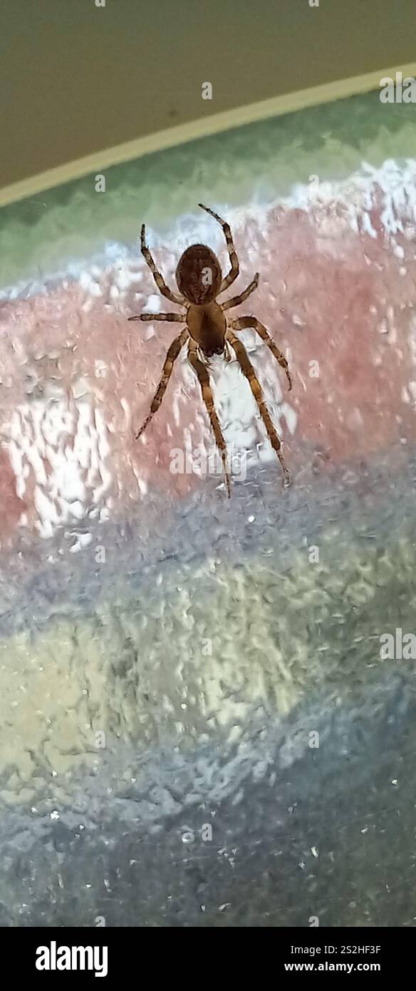 Silver-sided Sector Spider (Zygiella x-notata Stock Photo - Alamy