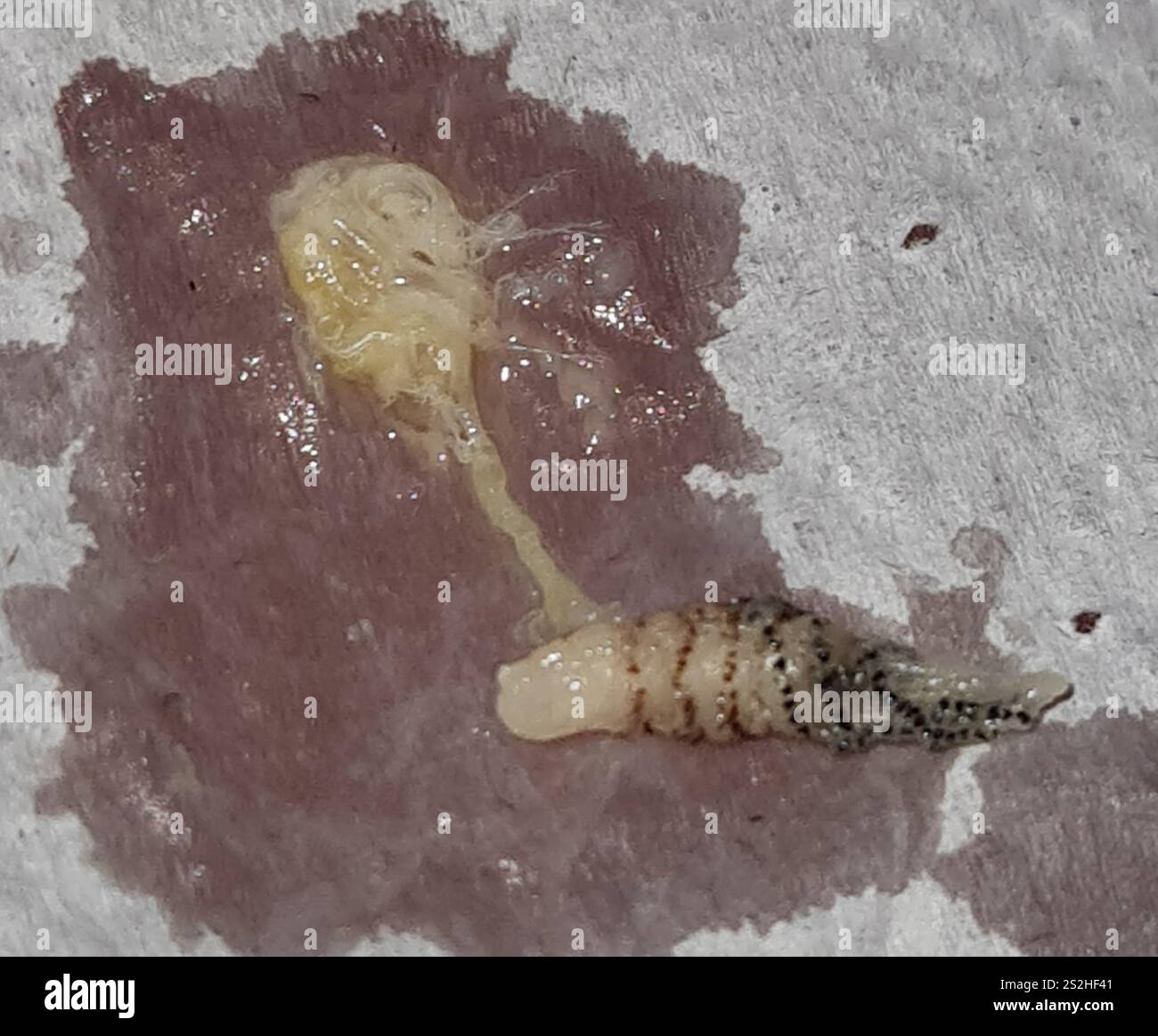 Human botfly dermatobia hominis hi-res stock photography and images - Alamy
