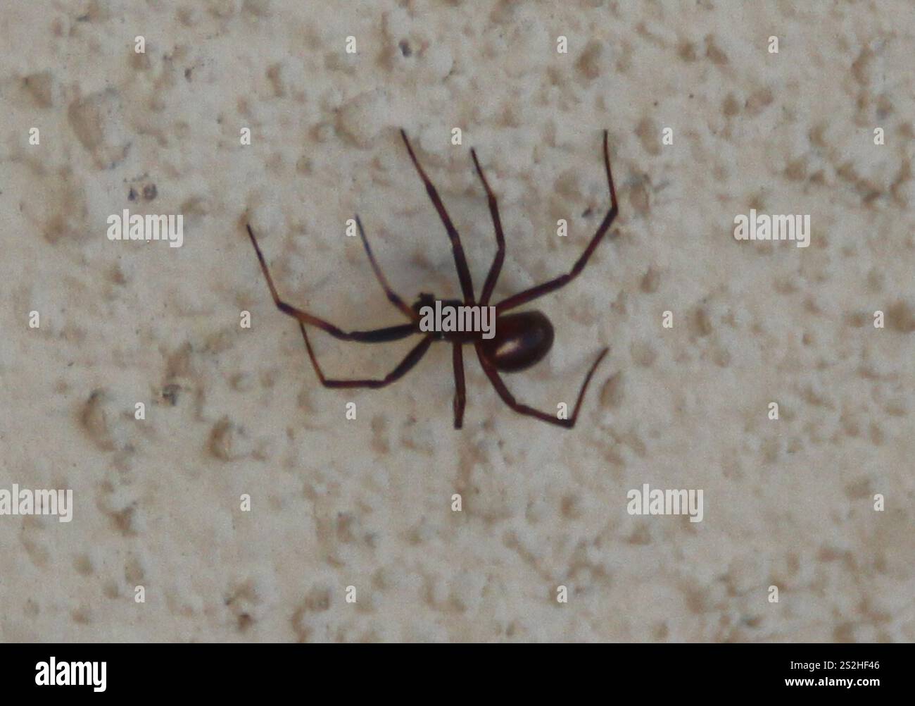 Widow Spiders (Latrodectus Stock Photo - Alamy
