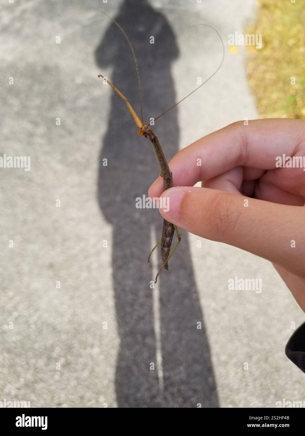 Stick Insects (Phasmida Stock Photo - Alamy
