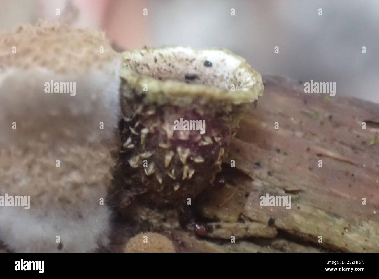 woolly bird's nest fungus (Nidula niveotomentosa Stock Photo - Alamy