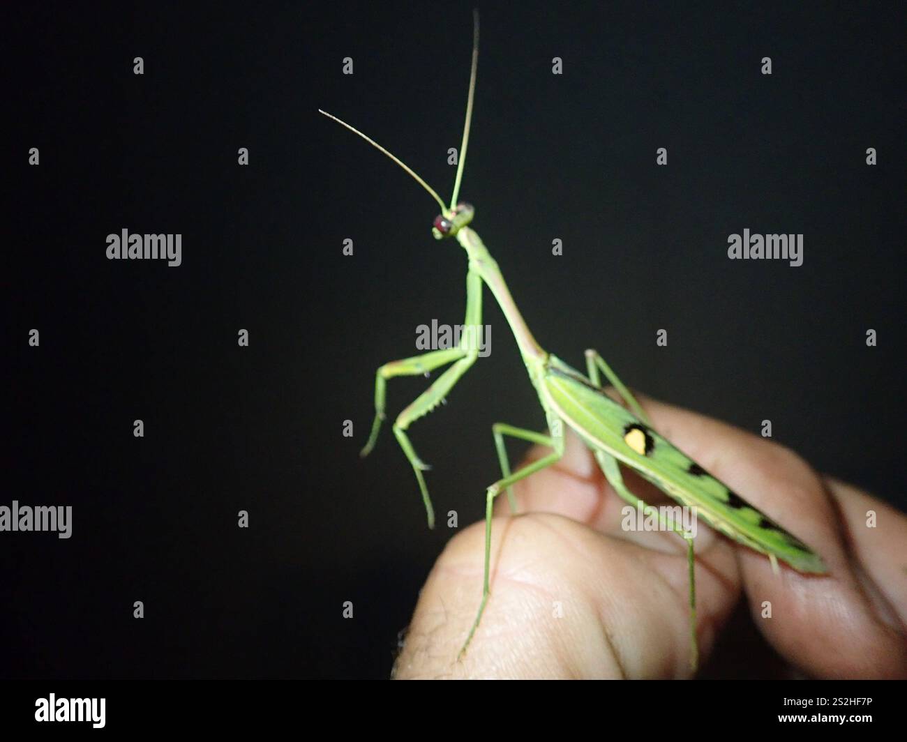 Zebra Mantis (Omomantis zebrata Stock Photo - Alamy