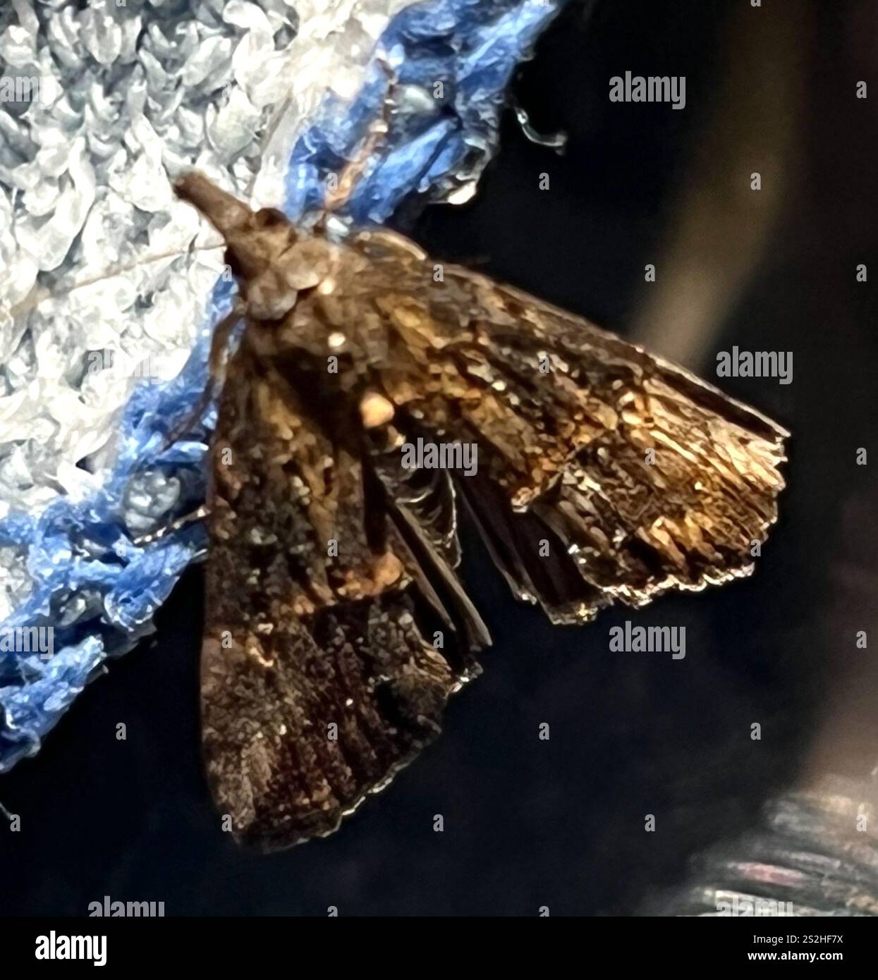 Green Cloverworm Moth (Hypena scabra Stock Photo - Alamy