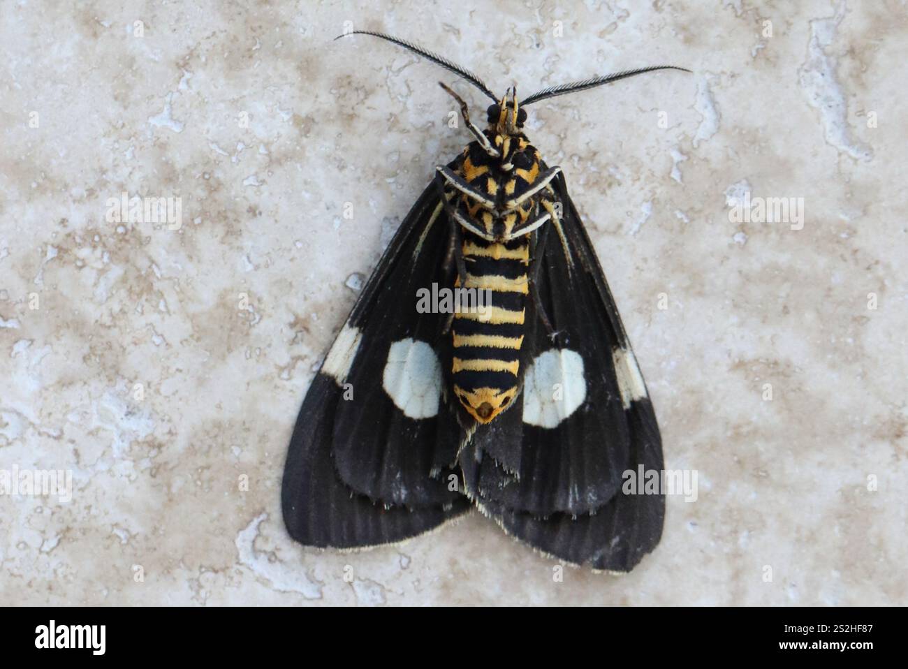 Australian magpie moth hi-res stock photography and images - Alamy