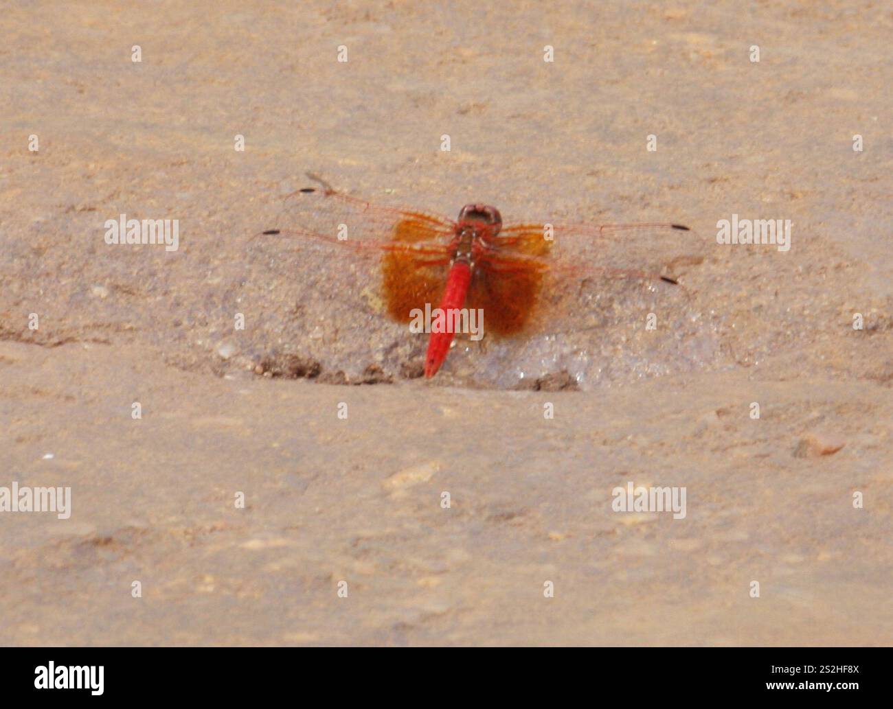 Orange-winged Dropwing (Trithemis kirbyi Stock Photo - Alamy
