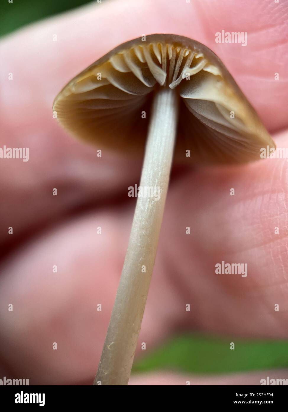 red edge brittlestem (Psathyrella corrugis Stock Photo - Alamy