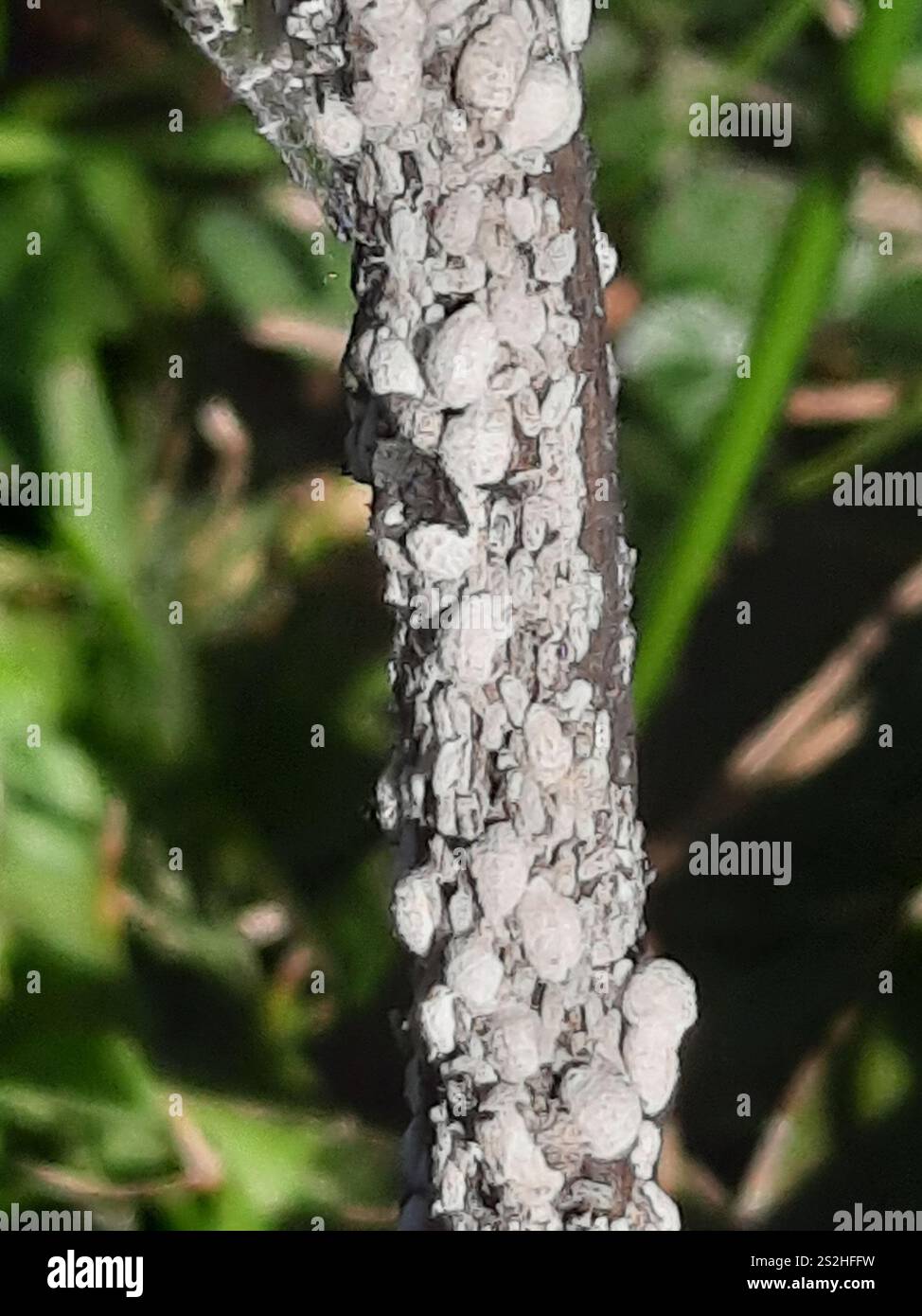 Crape myrtle bark scale (Acanthococcus lagerstroemiae Stock Photo - Alamy