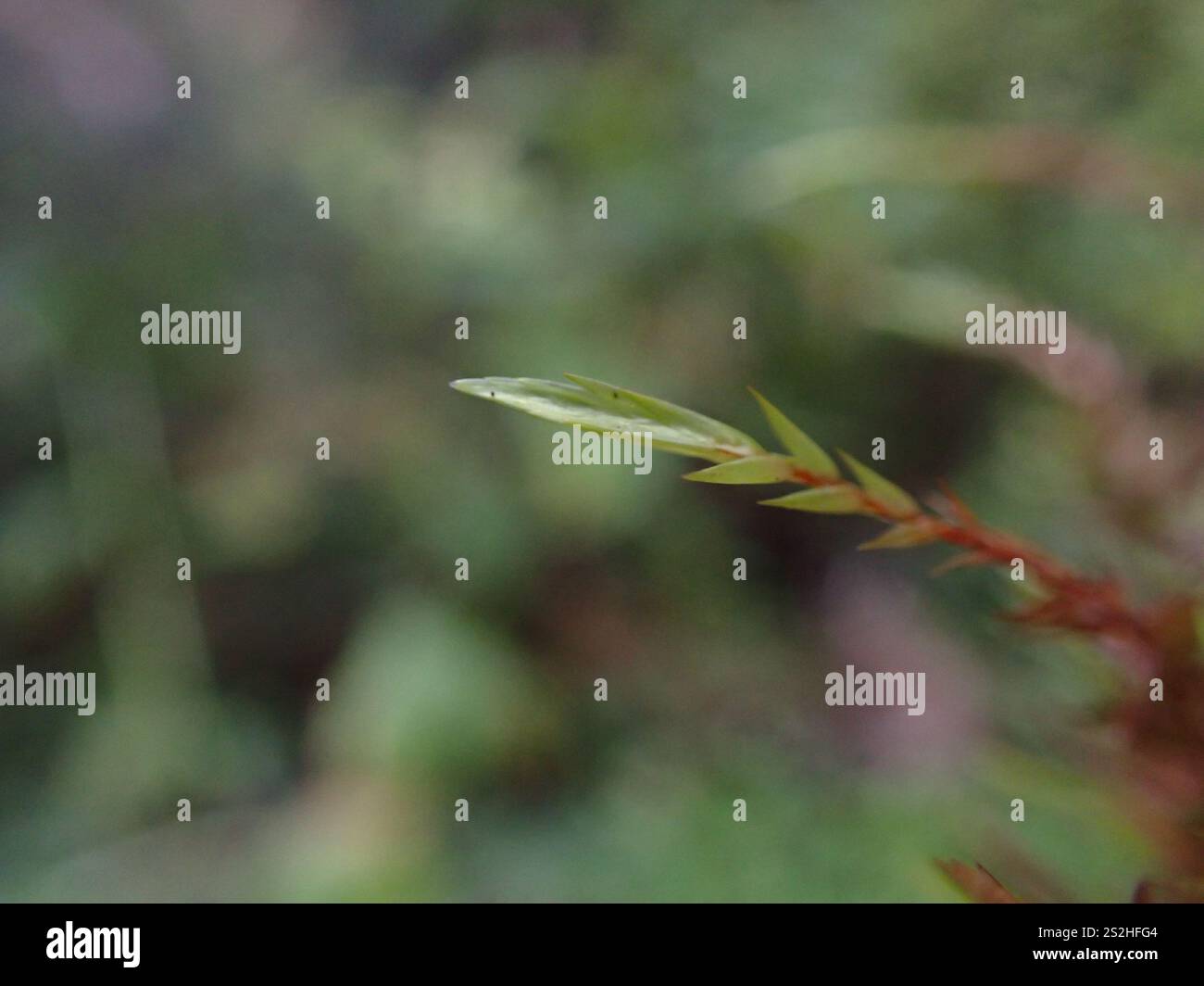 Willow Moss (Fontinalis antipyretica Stock Photo - Alamy
