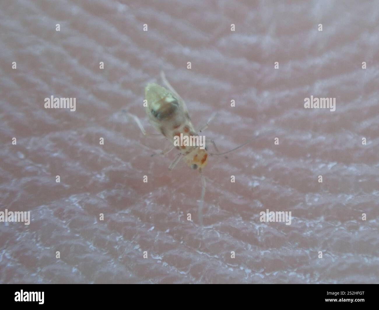 Barklice, Booklice, and Parasitic Lice (Psocodea Stock Photo - Alamy