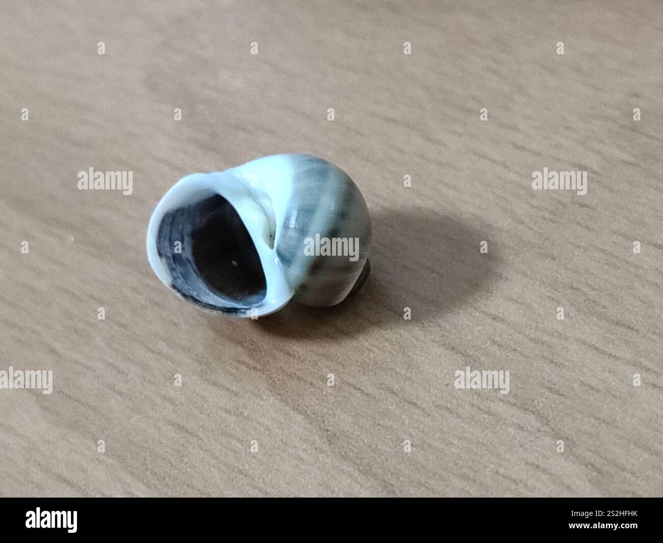 Spotted Sand Shell (Notocochlis gualteriana Stock Photo - Alamy