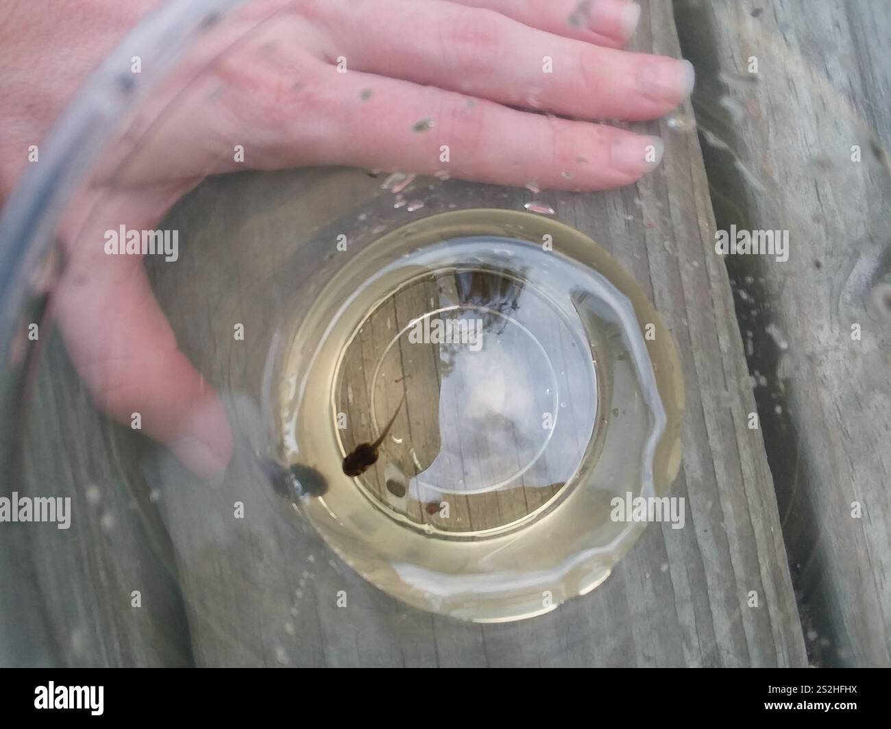 Tree Frogs and Allies (Hylidae Stock Photo - Alamy