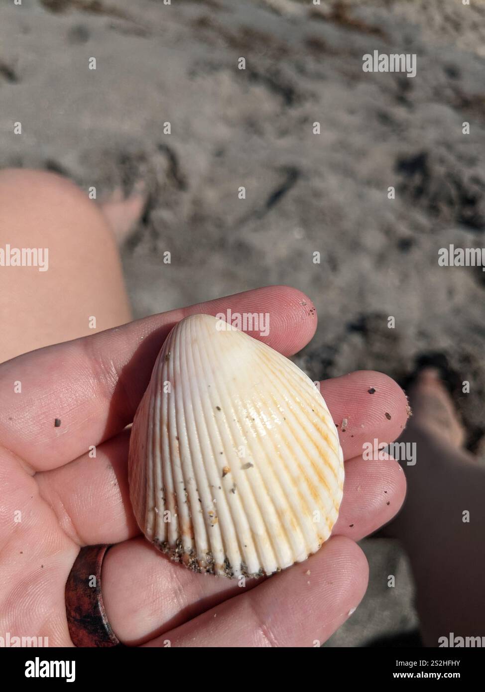 Florida Prickly Cockle (Trachycardium egmontianum Stock Photo - Alamy
