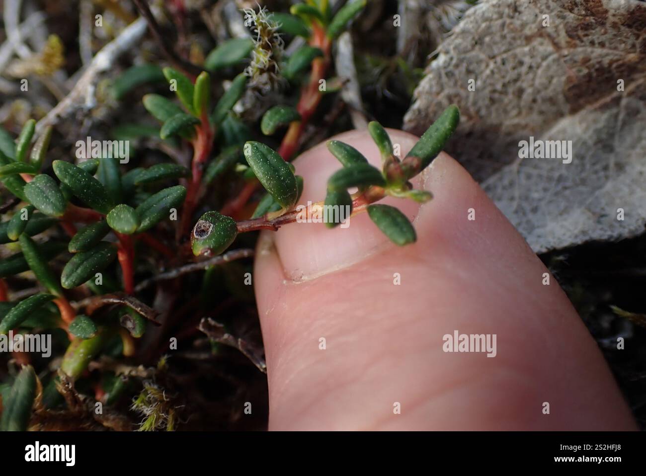 alpine azalea (Kalmia procumbens Stock Photo - Alamy