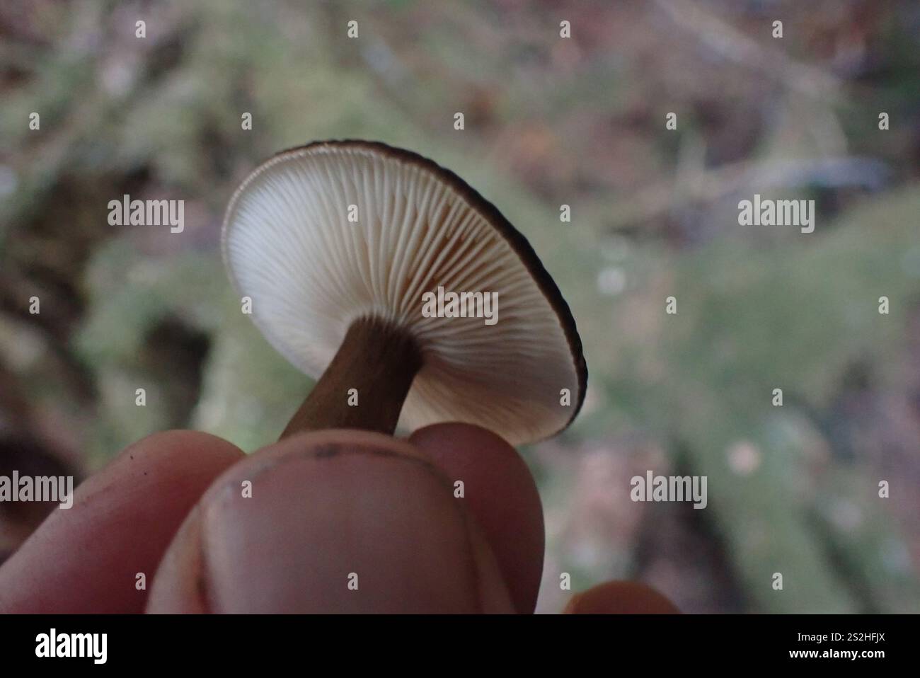 Velvety Milk Cap (Lactarius fallax Stock Photo - Alamy