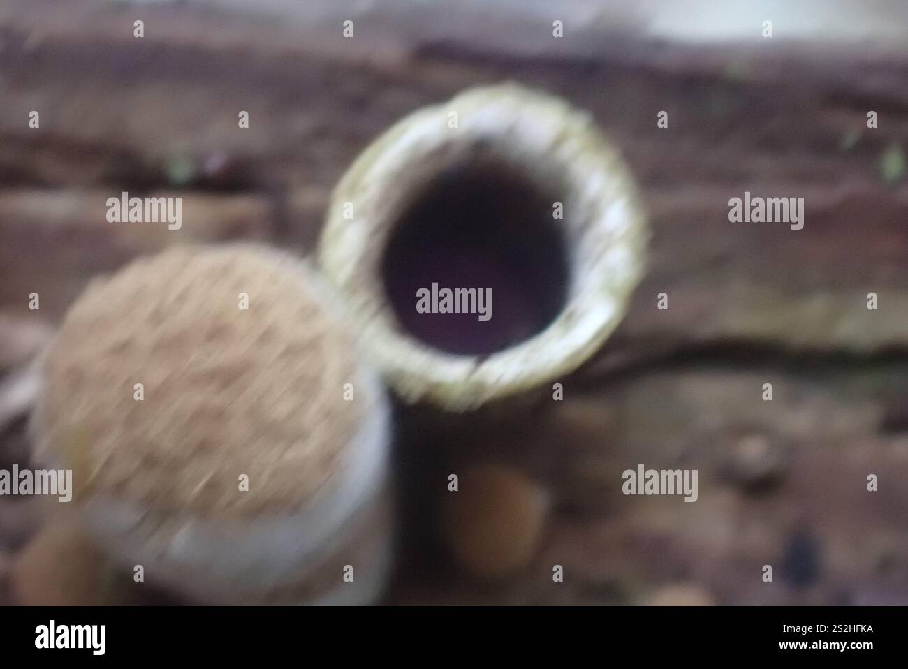 woolly bird's nest fungus (Nidula niveotomentosa Stock Photo - Alamy