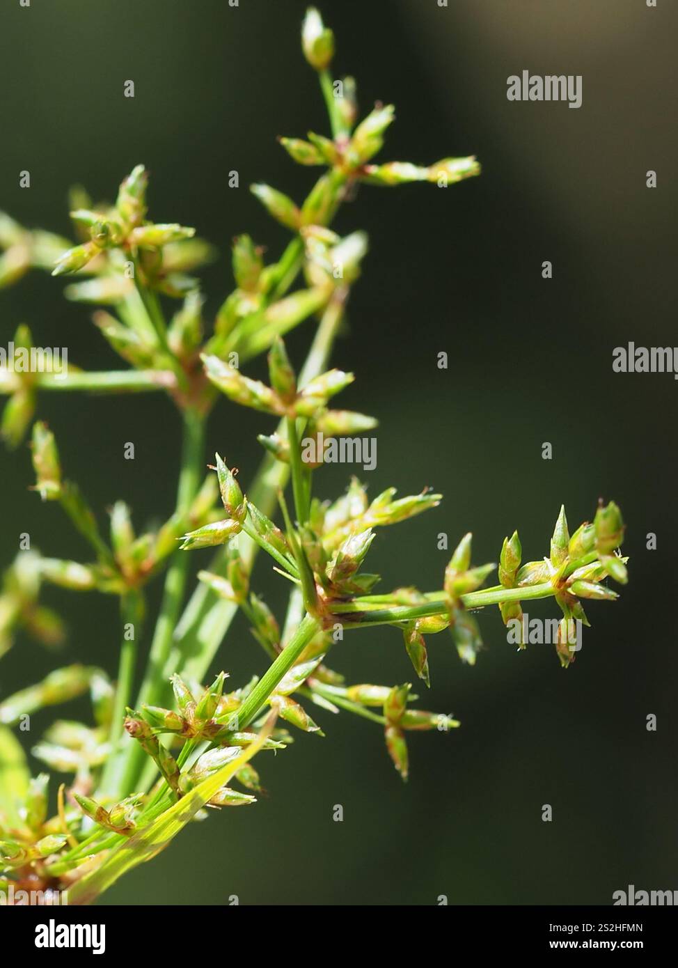 Dwarf Umbrella Grass (Cyperus diffusus Stock Photo - Alamy