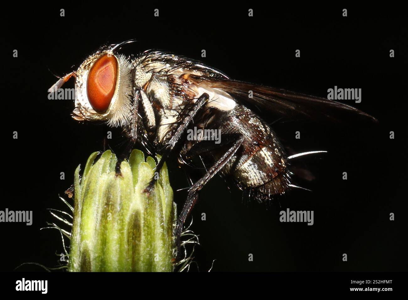 Bot Flies, Blow Flies, and Allies (Oestroidea Stock Photo - Alamy