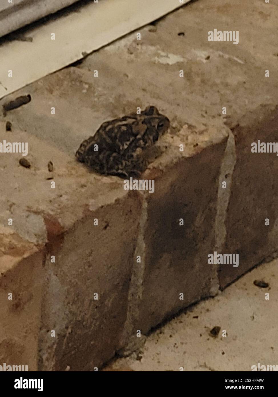 Southern Toad (Anaxyrus terrestris Stock Photo - Alamy