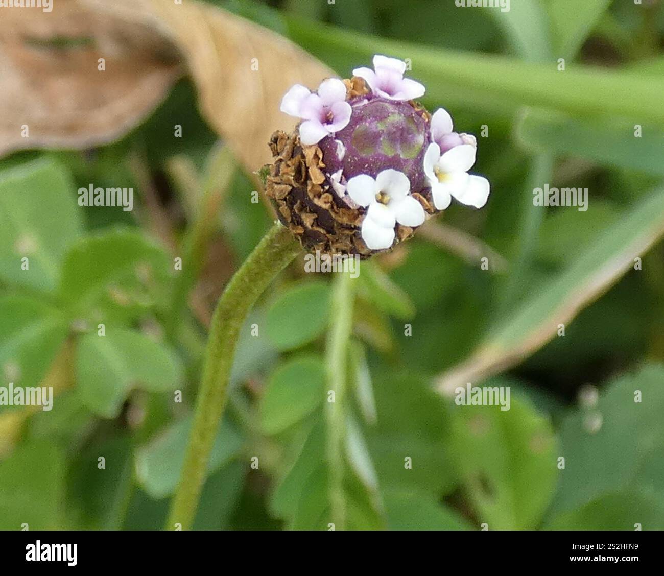 turkey tangle frogfruit (Phyla nodiflora Stock Photo - Alamy