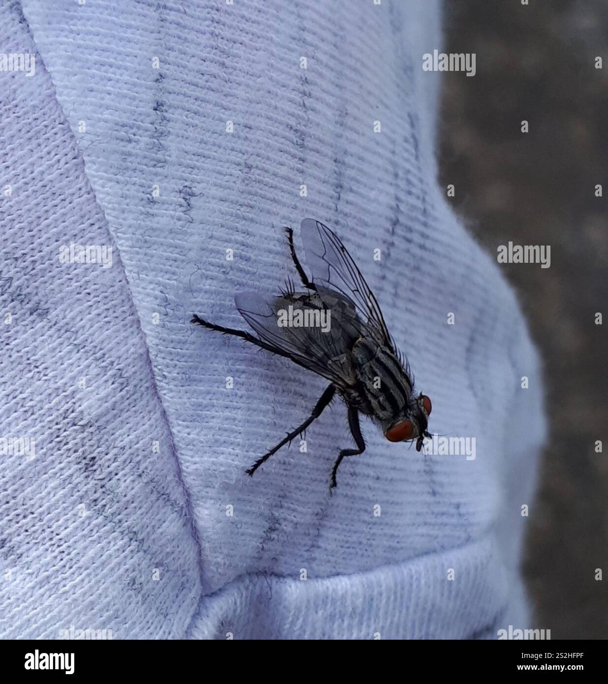 Typical Flesh Flies (Sarcophaginae Stock Photo - Alamy