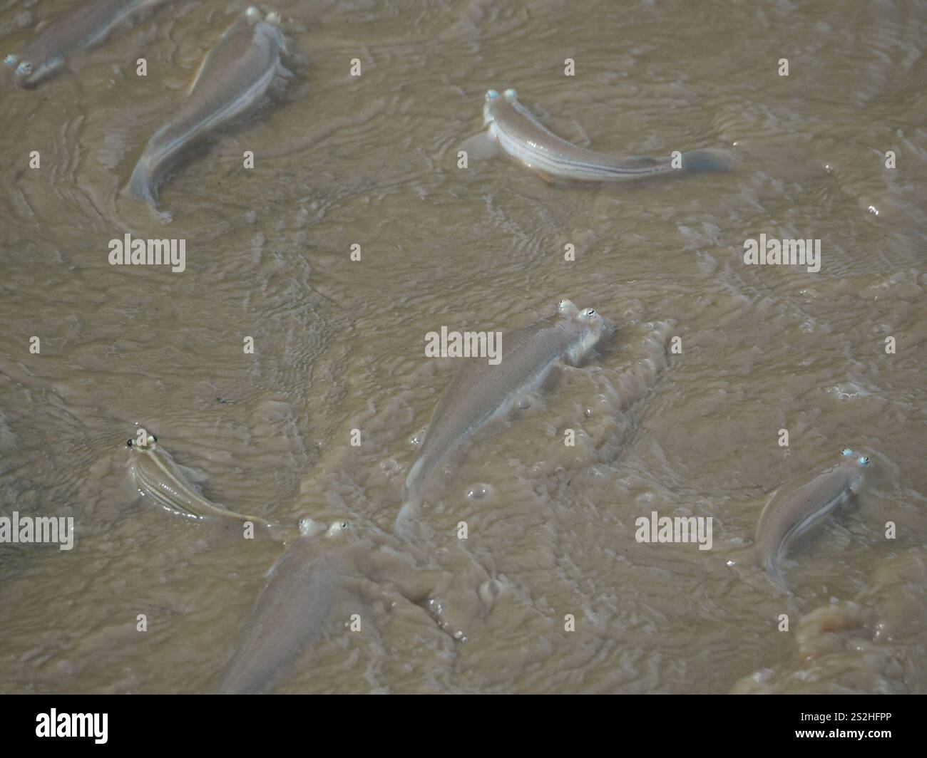 Largescale Four-eyed Fish (Anableps anableps Stock Photo - Alamy