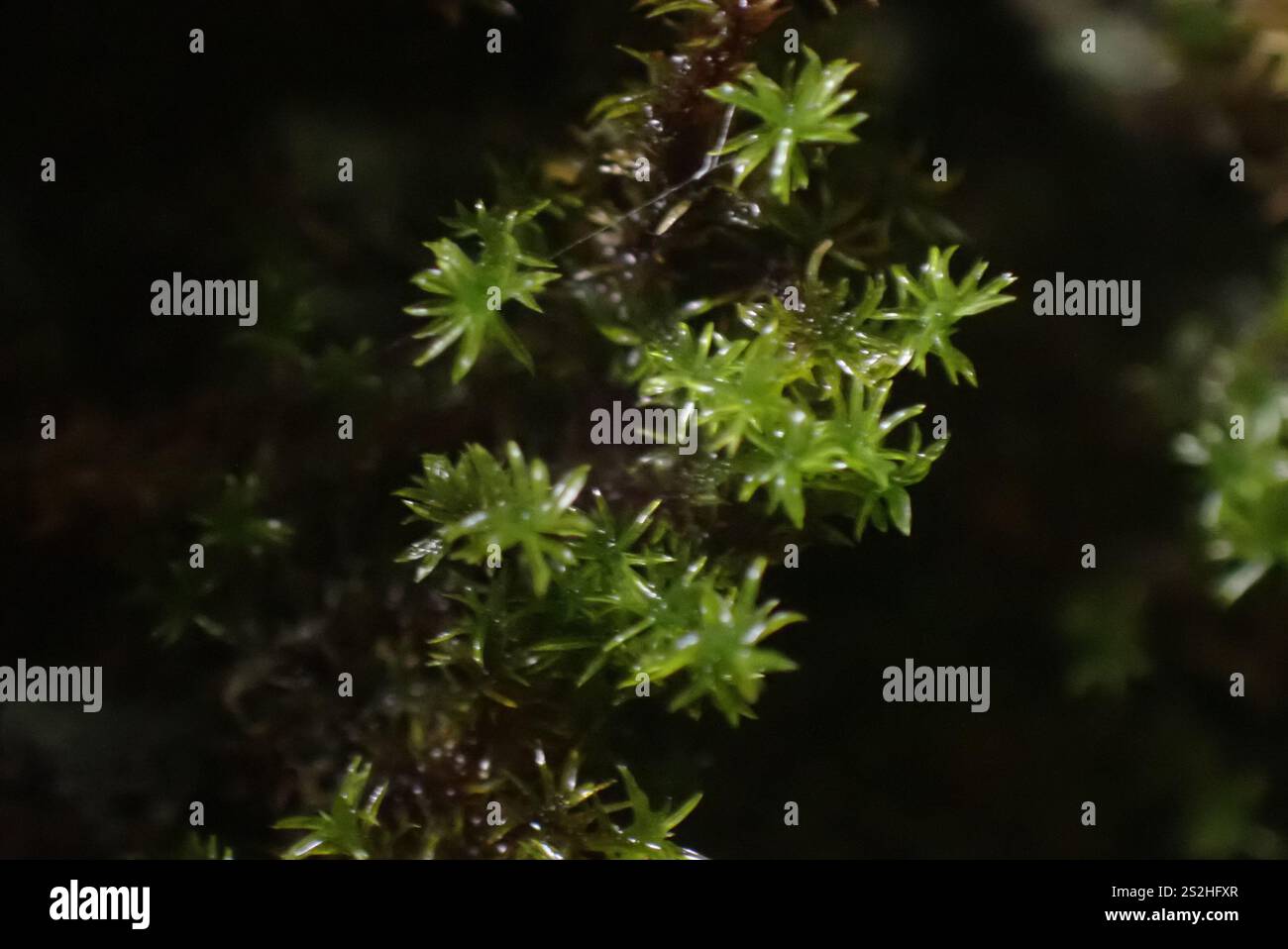 Yellow Fringe-moss (Racomitrium aciculare Stock Photo - Alamy