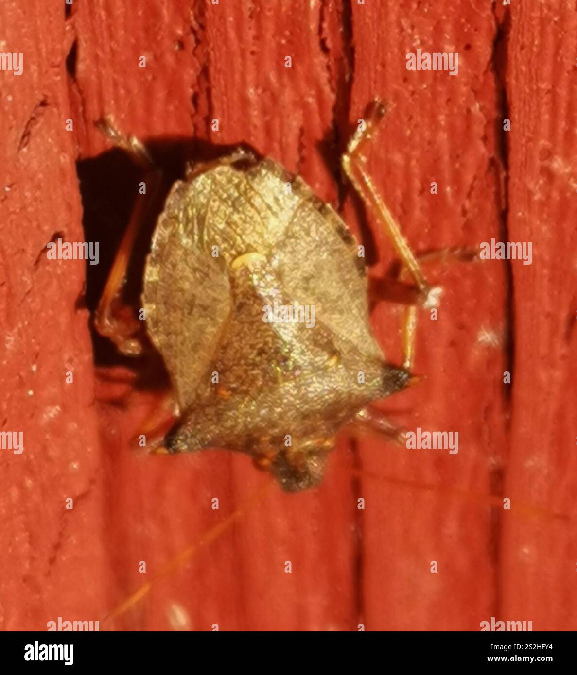 Spiny Shield Bug (Picromerus bidens Stock Photo - Alamy